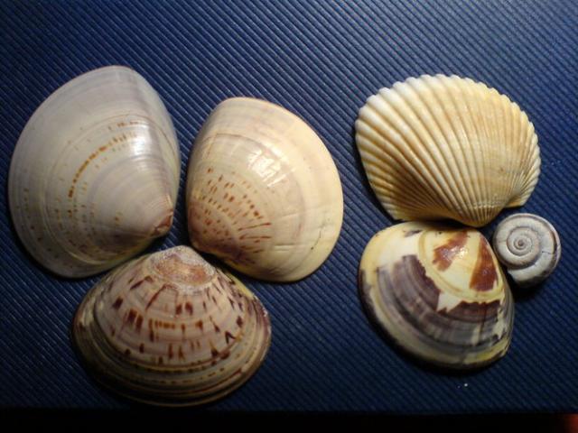 Kriauklės Vilnius - parduoda, keičia | Mainyk.lt