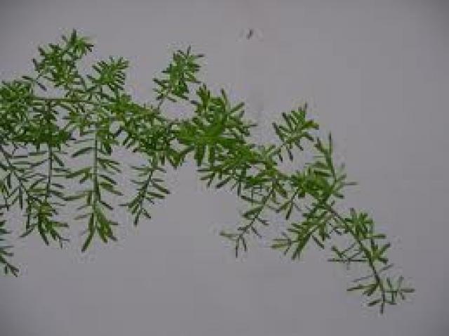 Gėlė kambarinė, Sprengerio smidras Kaunas - parduoda, keičia | Mainyk.lt