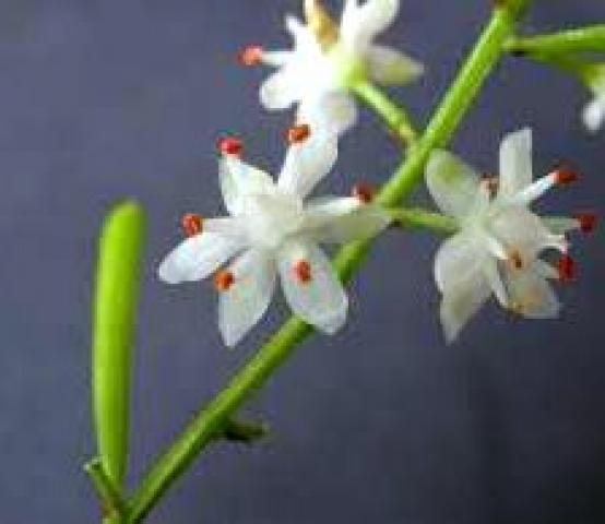 Gėlė kambarinė, Sprengerio smidras Kaunas - parduoda, keičia | Mainyk.lt