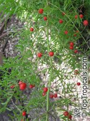 Gėlė kambarinė, Sprengerio smidras Kaunas - parduoda, keičia | Mainyk.lt